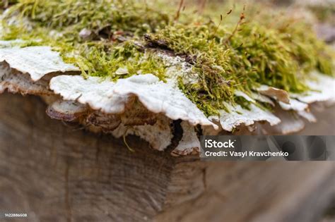 그루터기는 이끼로 자란다 아름다운 그루터기에서 자라는 버섯이 있습니다 잘린 이끼 나무의 클로즈업 0명에 대한 스톡 사진 및 기타 이미지 Istock