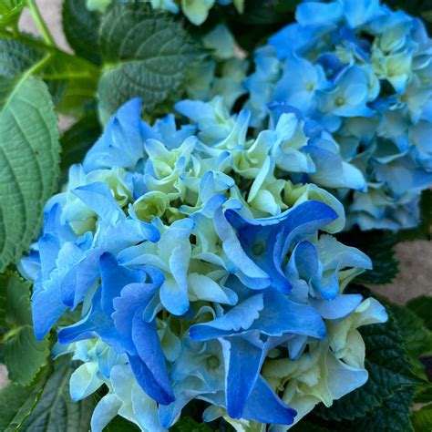 Hydrangea Early®blue™ Pbr Tulbagh Tree And Plant Nursery