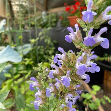 Happy National Pollinator Week Growing Spaces Greenhouses Growing