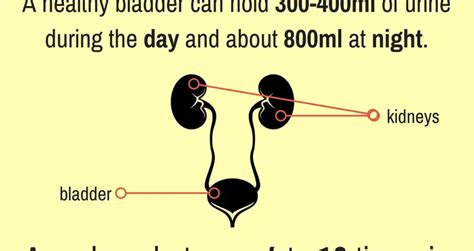 How Many Times A Day Should You Pee See What Should Worry You