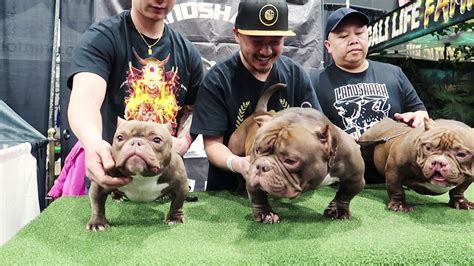 Teacup Bully Pit At Kathy Yancey Blog