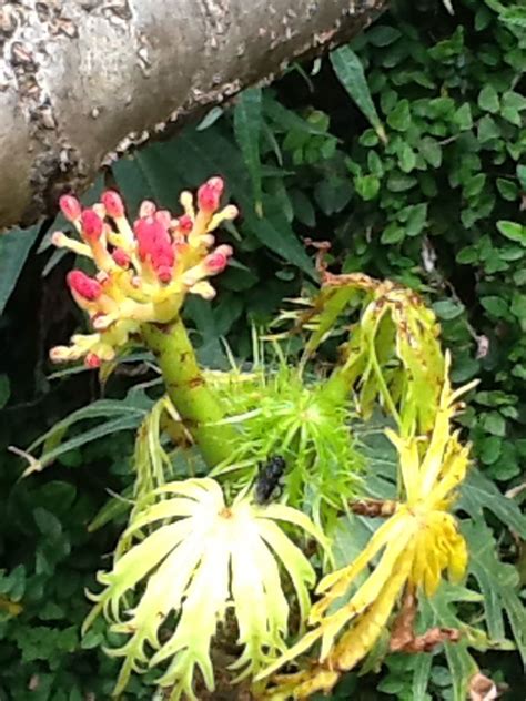 Mertiolate Mamão Selvagem Por Sergio Franceschini Filho