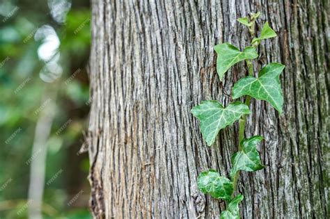 Premium Photo Vine Of Ivy Plant With Juicy Leaves On Large Tree Trunk