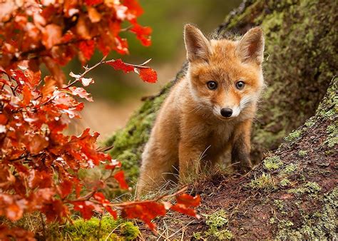 Adorable Fall Fox Cub Hd Wallpaper