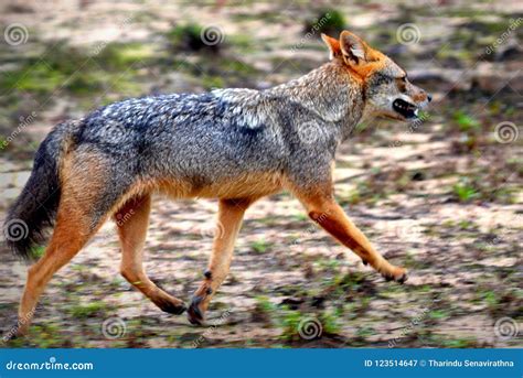 Golden Jackal Live On Flocks Hunting There Is A Sharp Bite Eating Delicious Stock Image