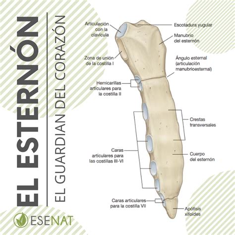 Esenat El Esternón Es Un Hueso Plano Que Se Encuentra Facebook
