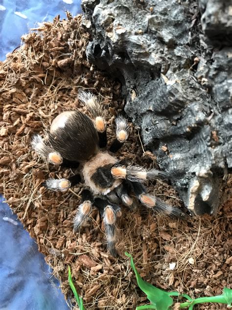 B Hamorii Tarantula Forum