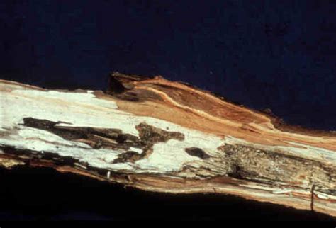 Willow Carpenterworm Hortsense Washington State University