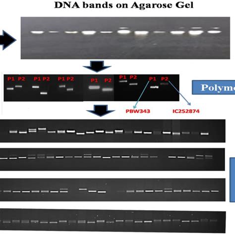 The Flow Diagram Of Genotyping Process Download Scientific Diagram