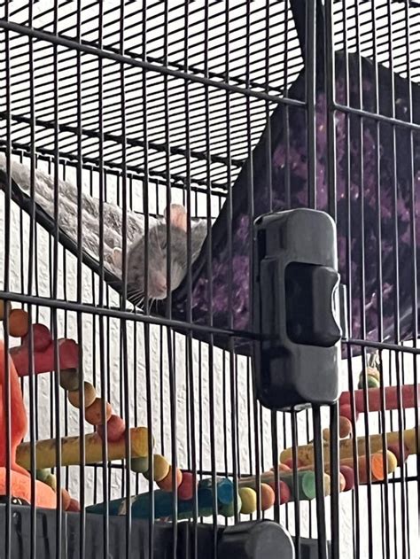 Respiratory Infection Rrats