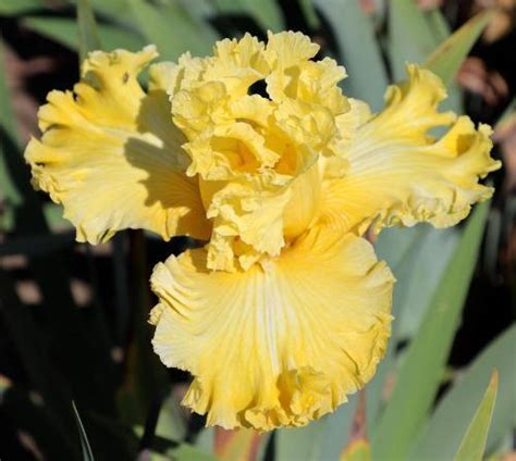Ghios Ready For My Closeup In The Irises Forum