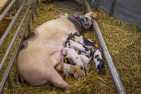 Better Sow Performance At Farrowing And Lactation