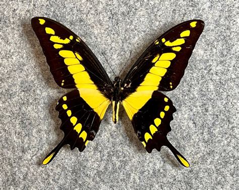 Real Papilio Ulysses Butterfly Specimen Blue Emperor Swallowtail