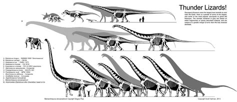 Brachiosaurus Vs Brontosaurus Vs Diplodocus