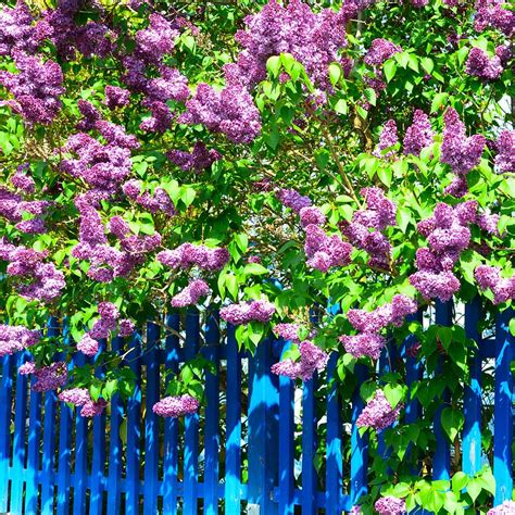 Common Purple Lilacs For Sale