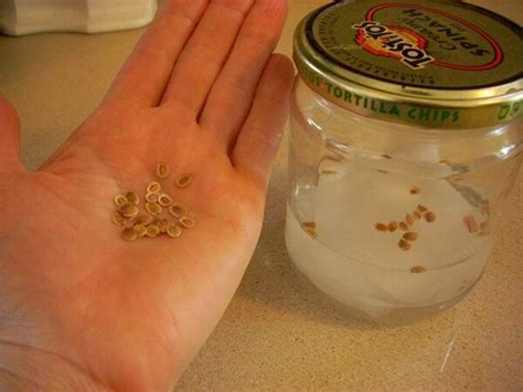 Growing Parsnips In Texas Experiential Gardener