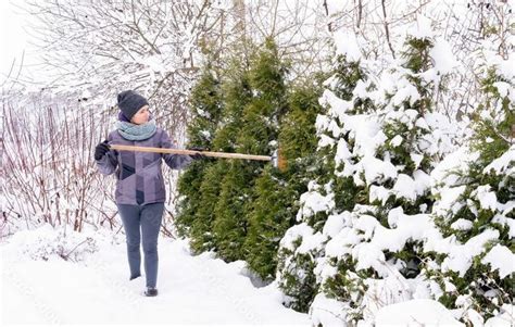 Как ухаживать за хвойными растениями зимой