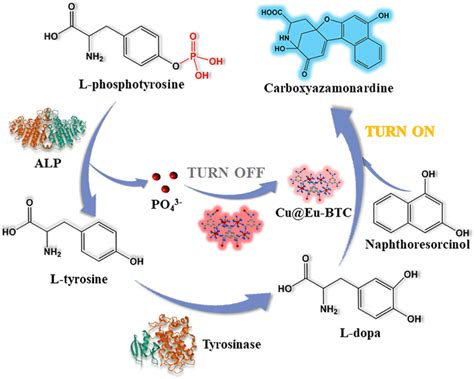 Schematic Illustration Of Enzymatic Cascade Reaction And Cueu Btc