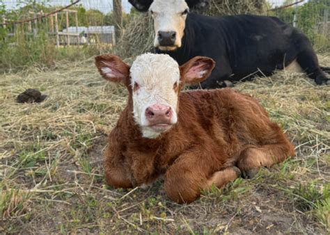 Lily Uncle Neils Home A Farm Sanctuary