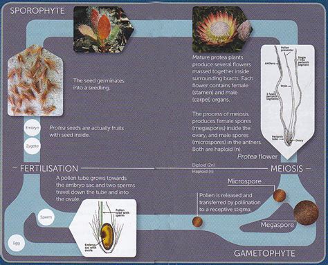 Angiosperm Life Cycle Learning About Biodiversity