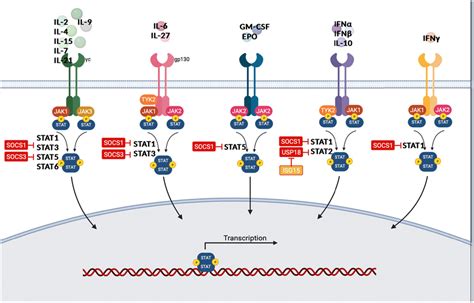 Jak Stat Pathway Mutations In Human Disease Janus Kinases Jak Are Download Scientific