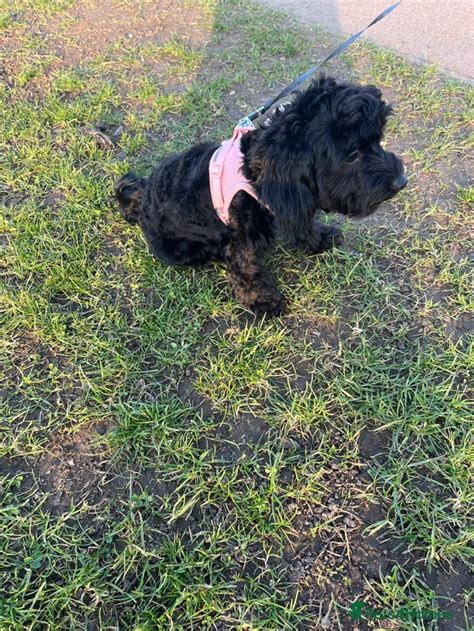 Female Cockapoo 10 Months For Sale In Harrow Pets4homes