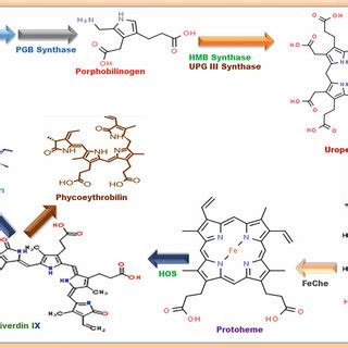 2 Phycobiliproteins Synthesis Pathway Phycobiliprotein Biosynthesis