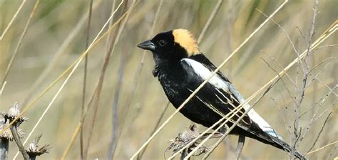 Bobolink Spiritual Meaning Symbolism And Totem Explanation