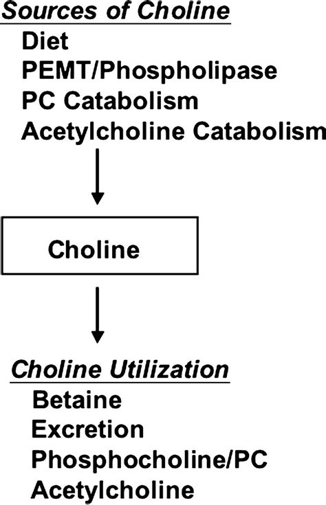 Thematic Review Series Glycerolipids Phosphatidylcholine And Choline