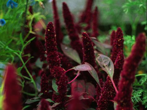 Amaranthus Hypochondriacus Pygmy Torch Agm Seed
