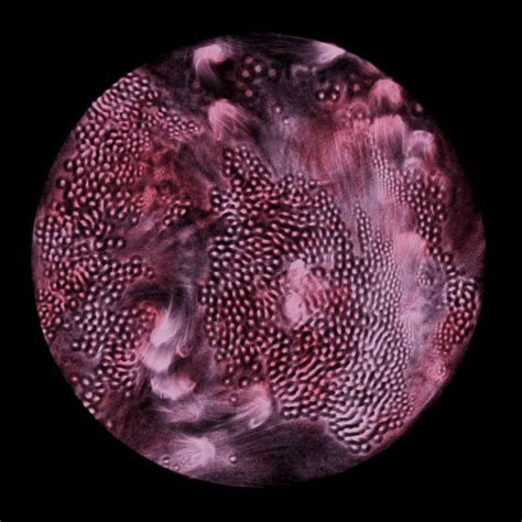 Hybrid Boids Behance