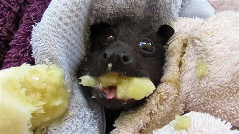 Cute Fruit Bats Eating