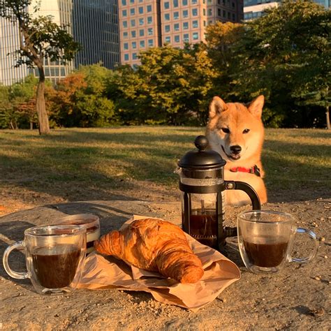 Bodum Korea 브루잉 커피를 내리는 가장 단순하고 간편한 방법 프렌치프레스☕ ⠀ 커피를 내릴