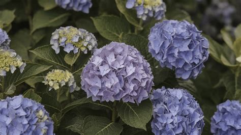 Why Do Hydrangeas Wilt A Complete Guide Opple House