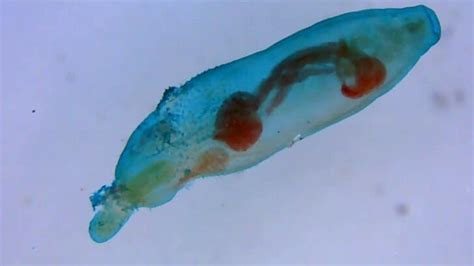 The Parasite That Controls The Mind Of Its Host