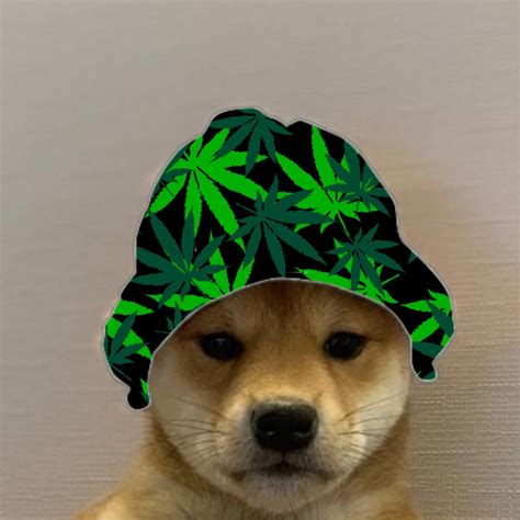 Funny Dog Pfps 2024 Hilarious Dog Profile Pictures To Brighten Your