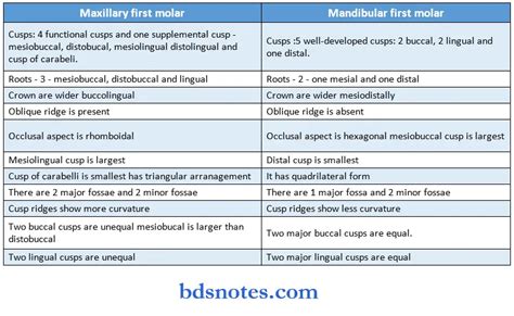 Permanent Mandibular Molars Question And Answers Bds Notes