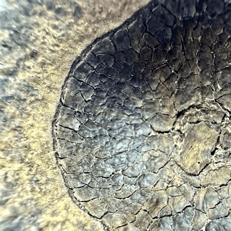 Monkey Pod — Fishiotherapy