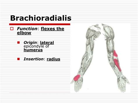 Ppt Muscles In The Shoulder Chest Arm Stomach And Back Powerpoint