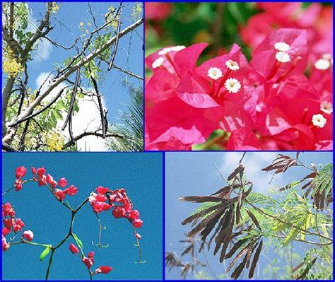 Annular Solar Eclipse In Tinian Tinian Island