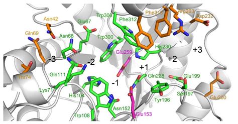 Substrate Binding Cleft Of Xylanase From Thermotoga Maritima Tmxb