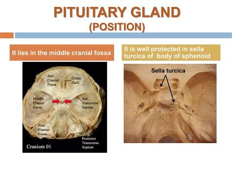 Anatomy Of Pituitary Gland Pptx