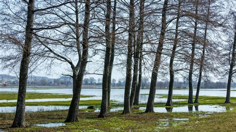 Trees In The Water The Spring Flood Flooded The Field And The Village