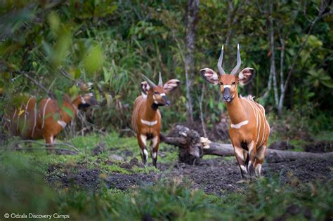 Bongo Antelope In Twi