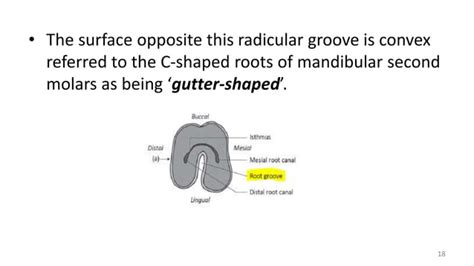 C Shaped Canals Pptx By Dr Amal Devadas Pptx
