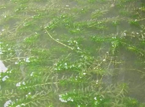 湖底水草种植流程湖底种水草植物种植流大山谷图库