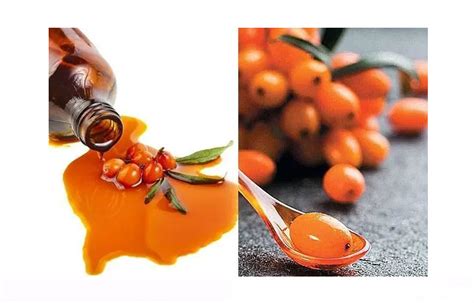 ТОНОГ ТӨХӨӨРӨМЖИЙН ХУДАЛДАА Чацарганы шүүс шахах төхөөрөмж