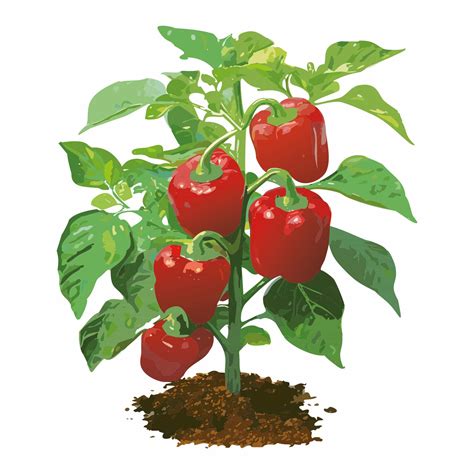Mini Bell Pepper Plants True Leaf Market True Leaf Market Seed