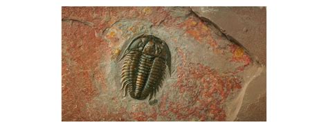 Guide To Fossil Preservation And Maintenance