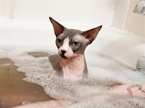6 Frequently Asked Questions About Sphynx Cats